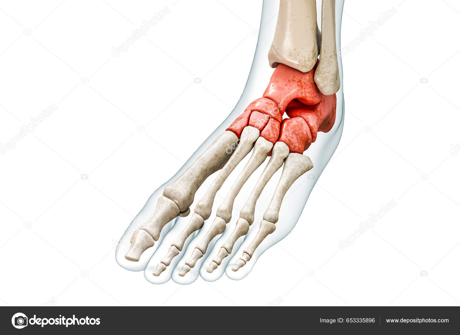 Tarsal Bones Tarsus Red Body Rendering Illustration Isolated White Copy ...