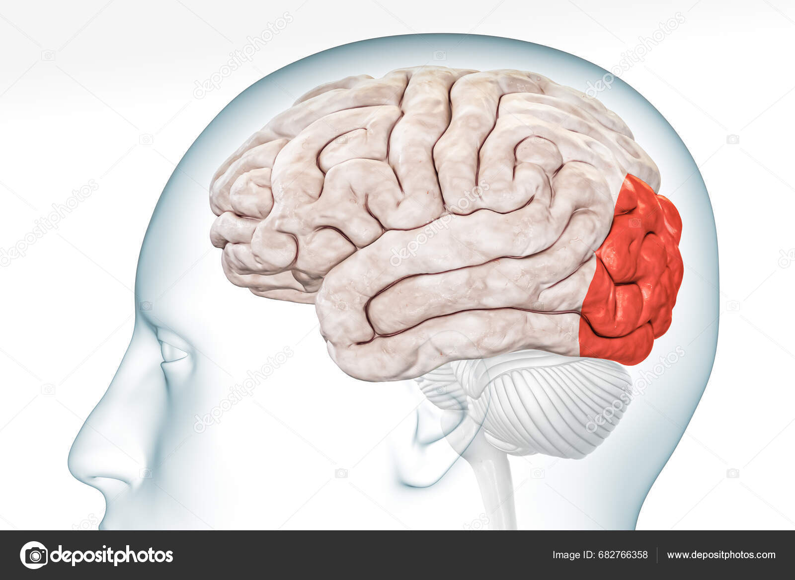Cerebral Cortex Occipital Lobe Red Color Profile View Body Isolated ... Cerebral Cortex Occipital Lobe Red Color Profile View Body Isolated ...