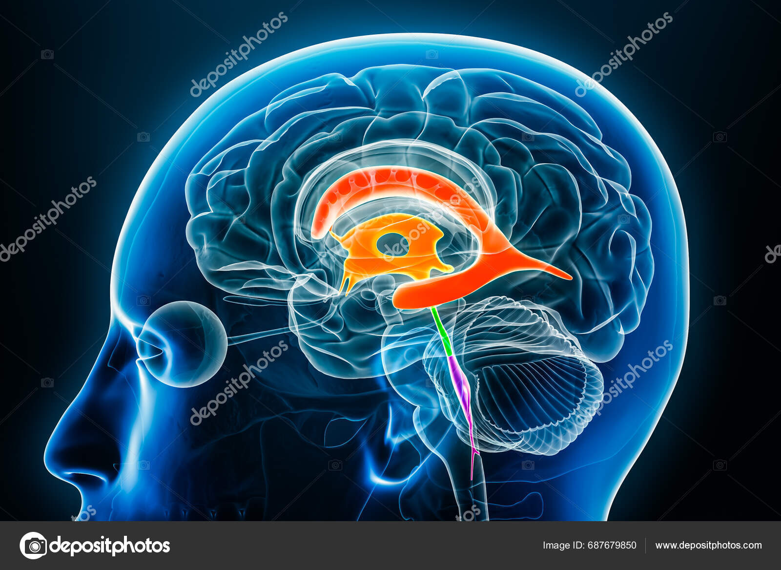 Ventricles Cerebral Aqueduct Colors Ray Profile Close View Rendering ...