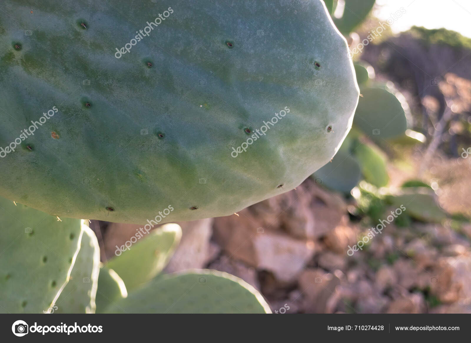 Prickly Pear One Most Common Cactus Species Malta — Stock Photo © otbp ...