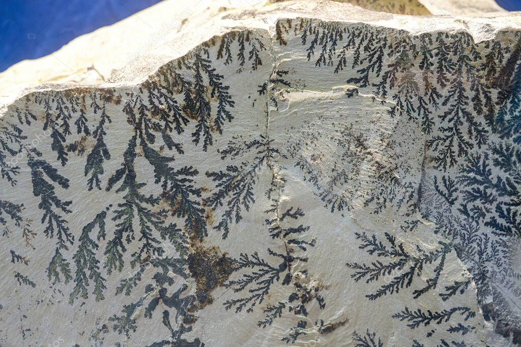 Primer plano de esquisto natural con una textura de flor de pino 2023