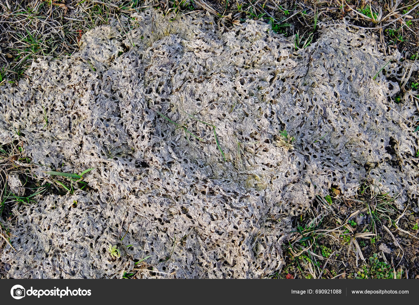 Dried Cow Dung Inhabited Insects Excreta Cattle Stock Photo by ©02konon ...