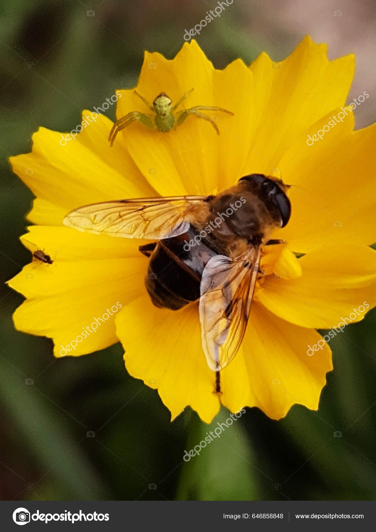 Ilnitsa Spider Midge Yellow Coreopsis Flower — Stock Photo © vea88888 ...