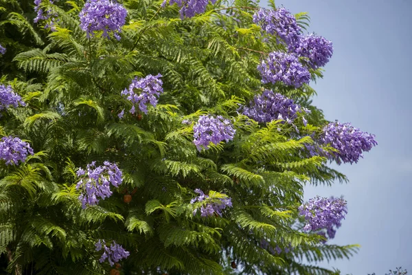Jacaranda morado Stock Photos, Royalty Free Jacaranda morado Images ...