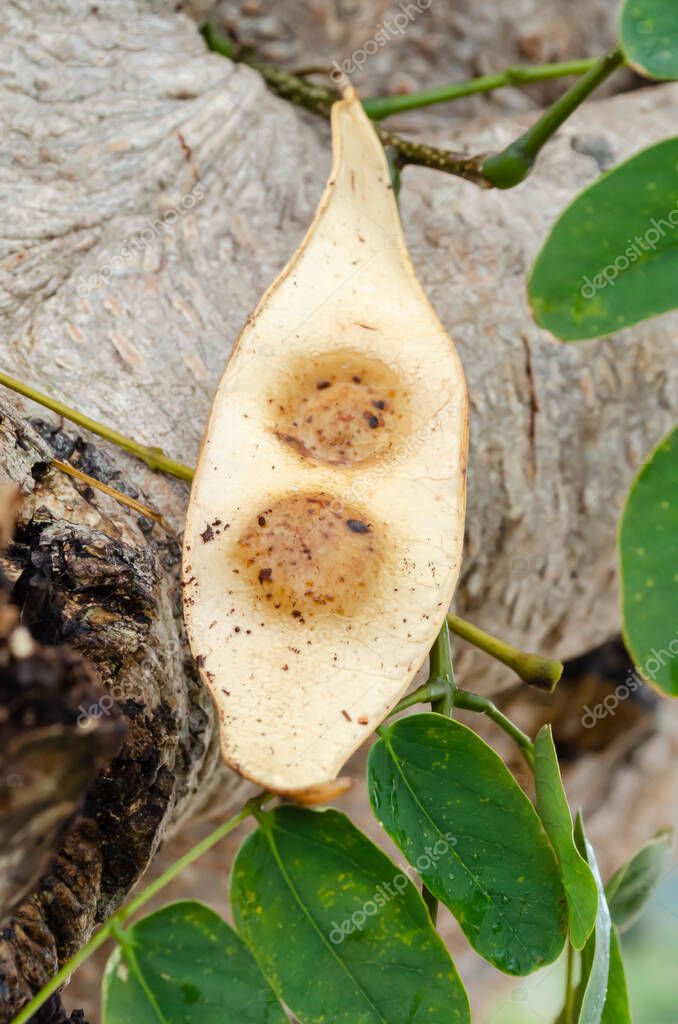 Una peque a vaina de frijol Albizia Lebbeck con dos semillas y algunas ...