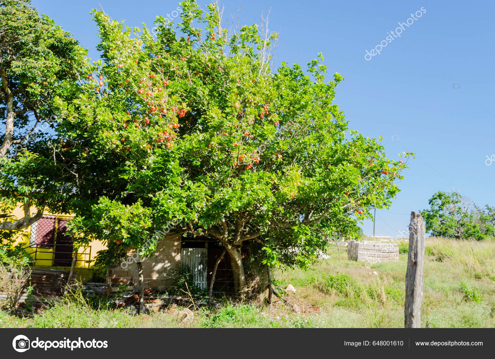 Large Ackee Tree Grows Hut Made Concrete Zinc — Stock Photo ...