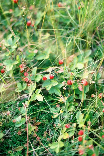 Spiraea japonica fruits Stock Photos, Royalty Free Spiraea japonica ...