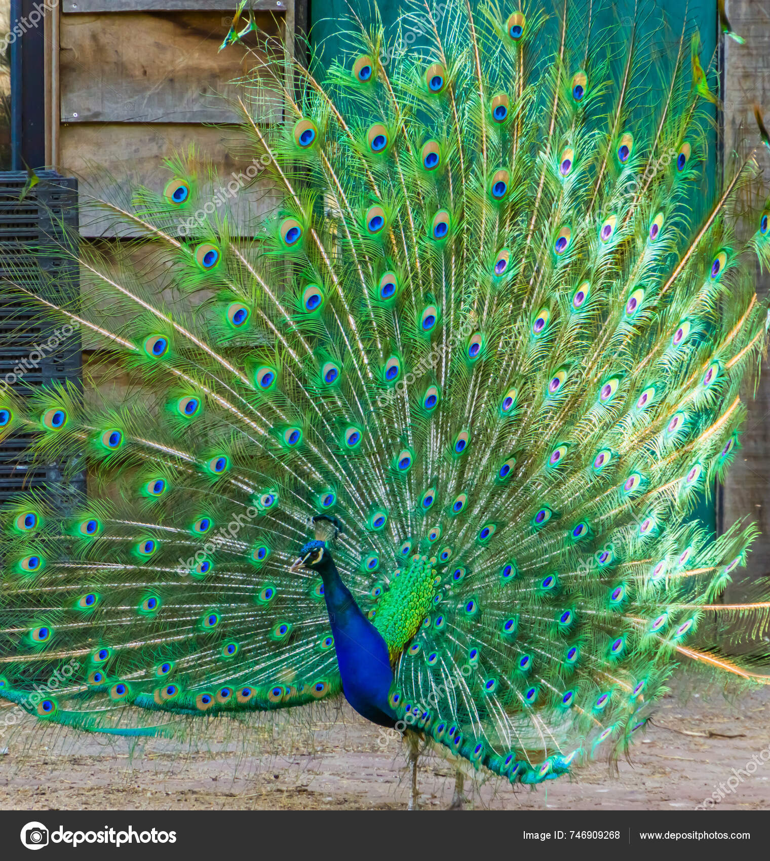 Side View Indian Peafowl Unfolding Its Feathers — Stock Photo ...