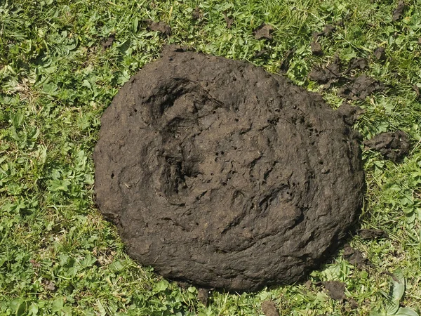 Fotos de Estrume de esterco, Imagens de Estrume de esterco sem ...