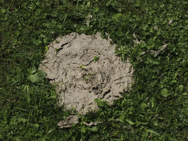 Excrements animal feces Stock Photos, Royalty Free Excrements animal ...