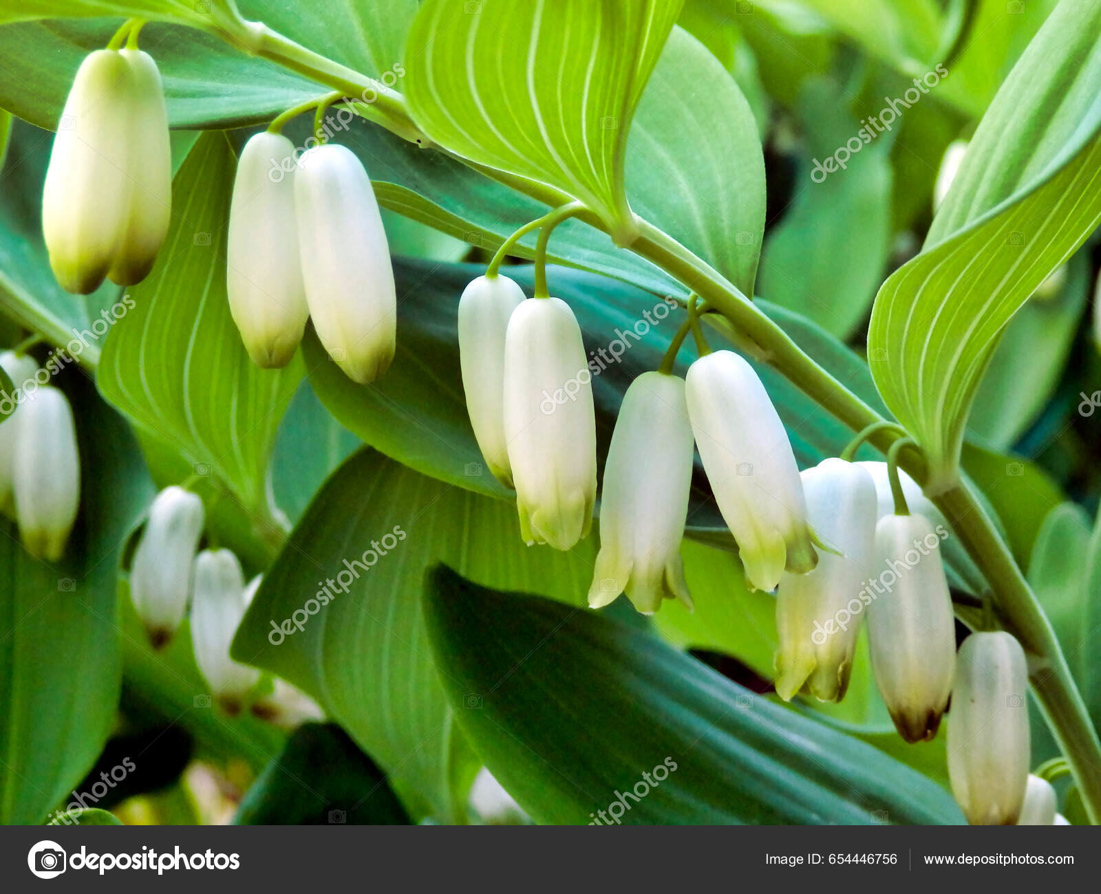 Polygonatum Multiflorum