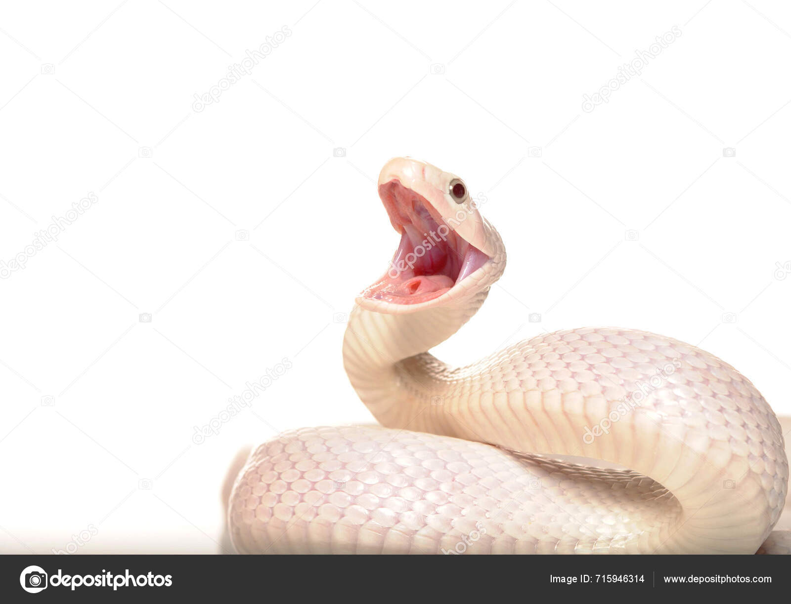 Leucistic White Rat Snake Position Attack Defend Photo White Snake ...