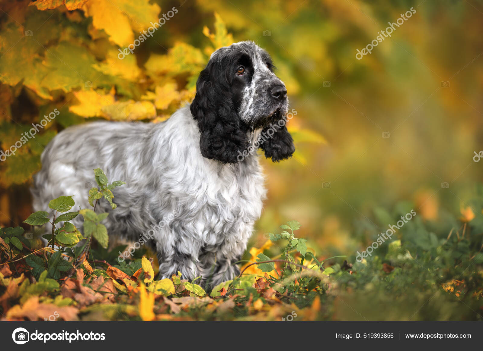 English Cocker Spaniel Dog Standing Outdoors Autumn — Stock Photo © ots ...