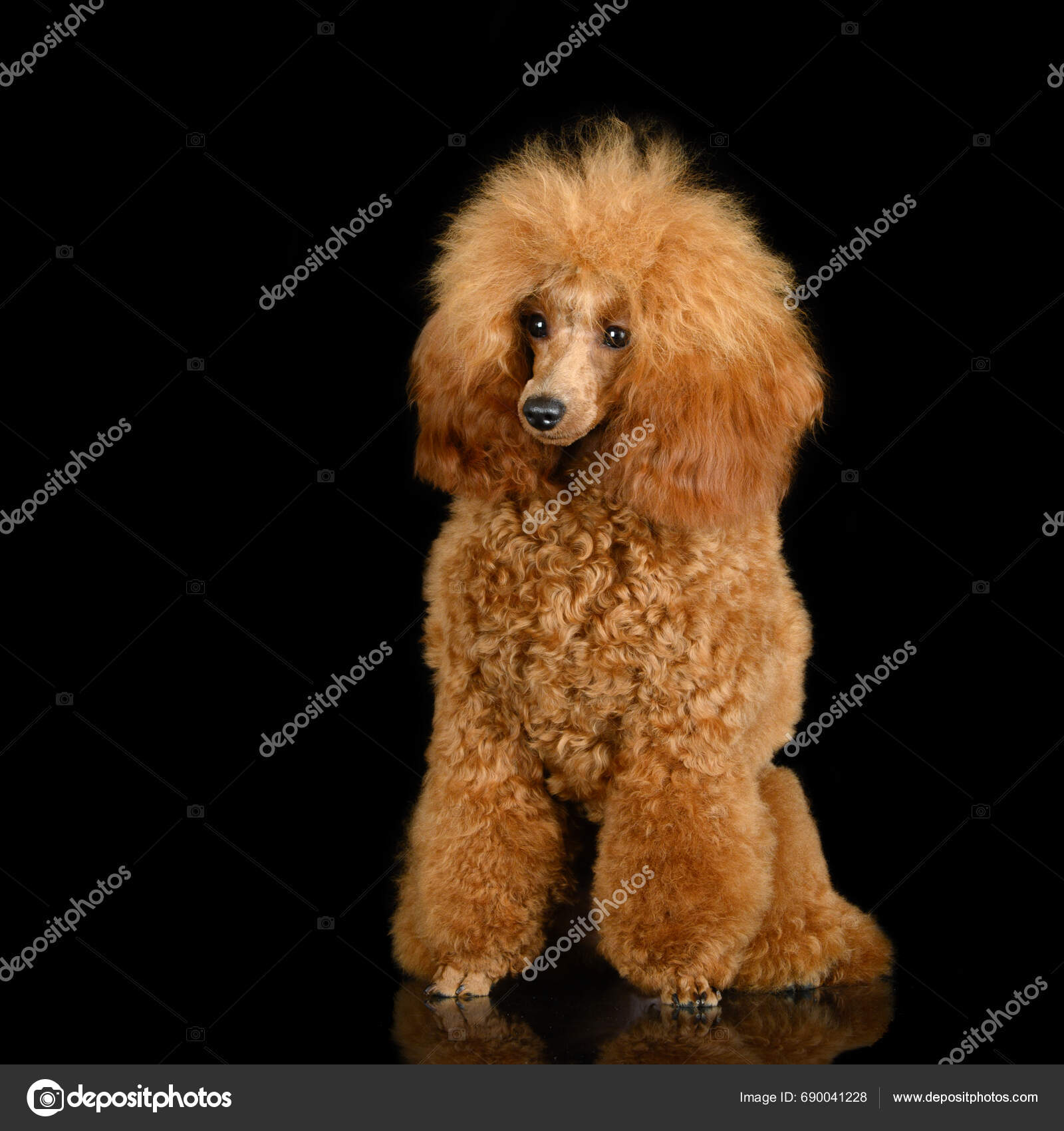 Beautiful Toy Poodle Portrait Sitting Black Studio Backgroun — Stock ...