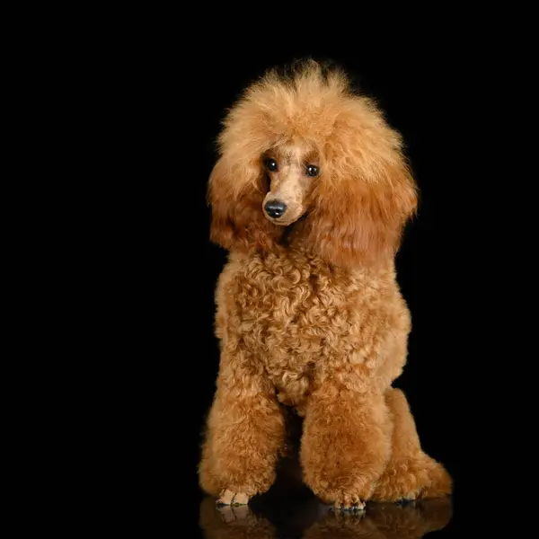 Poodle bar Stock Photos, Royalty Free Poodle bar Images | Depositphotos