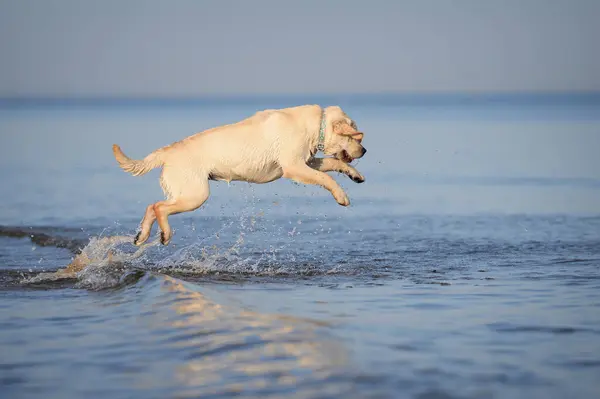 Dogs jumping in water Stock Photos, Royalty Free Dogs jumping in water ...