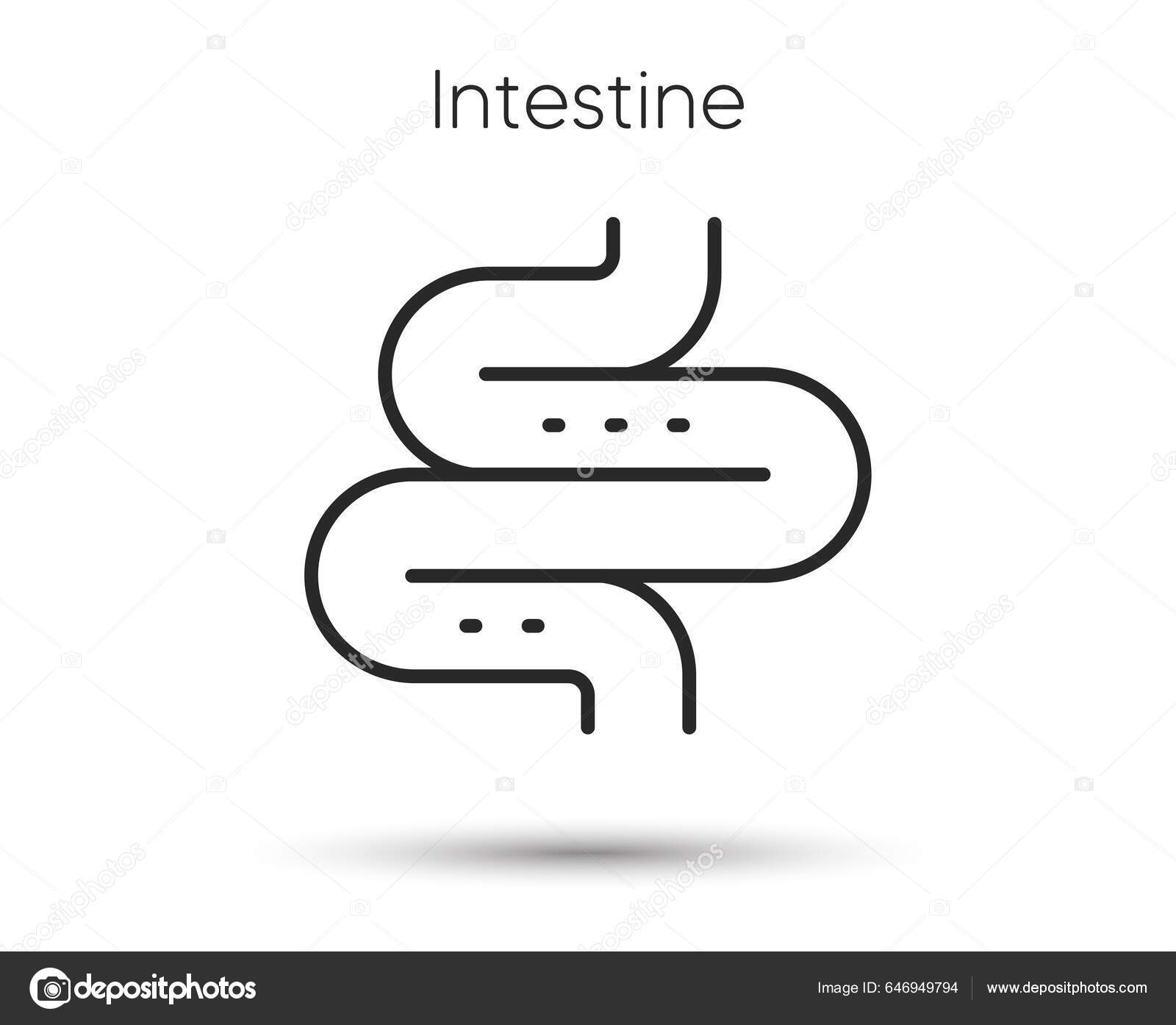 Intestine Line Icon Digestion Sign Health Bowel Symbol Colonoscopy Gut ...