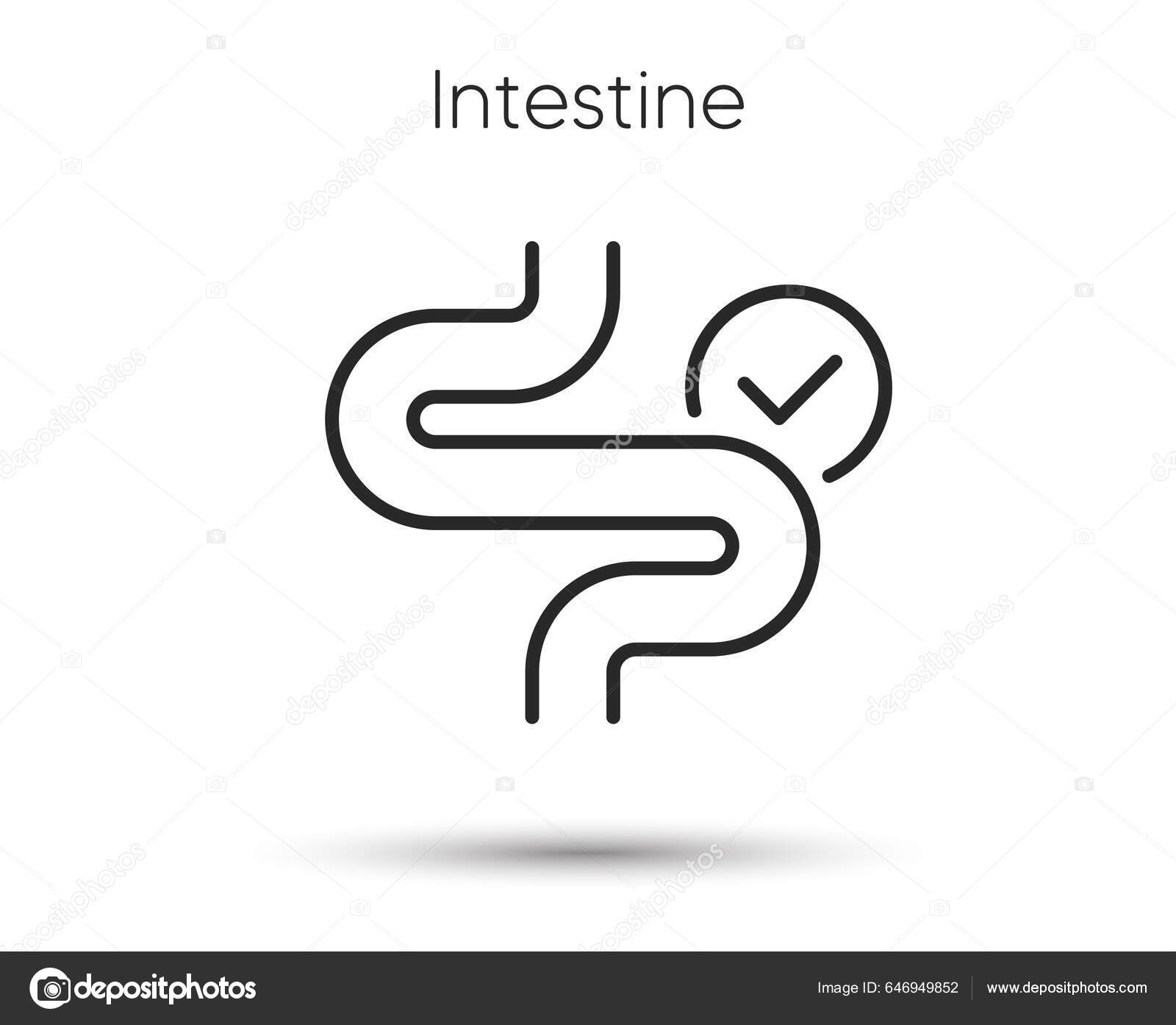 Intestine Line Icon Digestion Sign Health Bowel Symbol Colonoscopy Gut ...