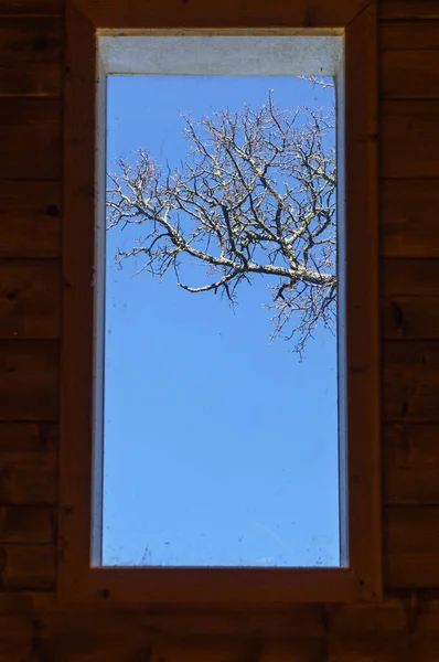 Window tree Stock Photos, Royalty Free Window tree Images | Depositphotos