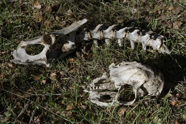 State of animal decomposition Stock Photos, Royalty Free State of ...