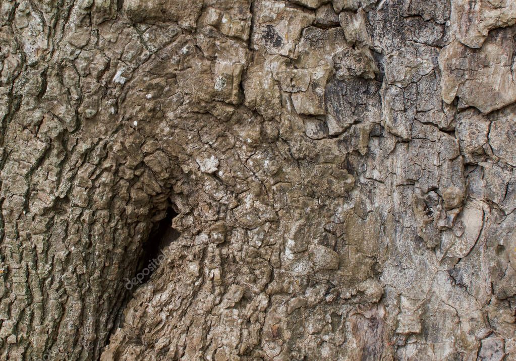 Hermosos detalles de la corteza de milicia excelsa 2025