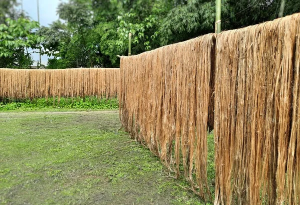 Planta de yute fotos de stock, imágenes de Planta de yute sin royalties ...