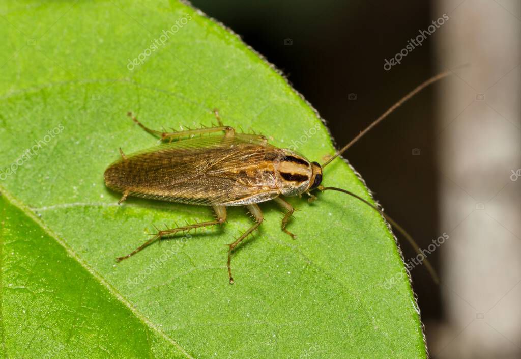Cucaracha Alemana (Blattella germanica) desguazando afuera durante la ...