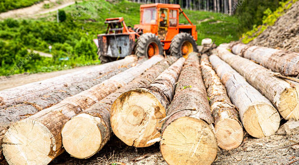 La tala de árboles, árboles cortados, área de tala forestal, concepto ...