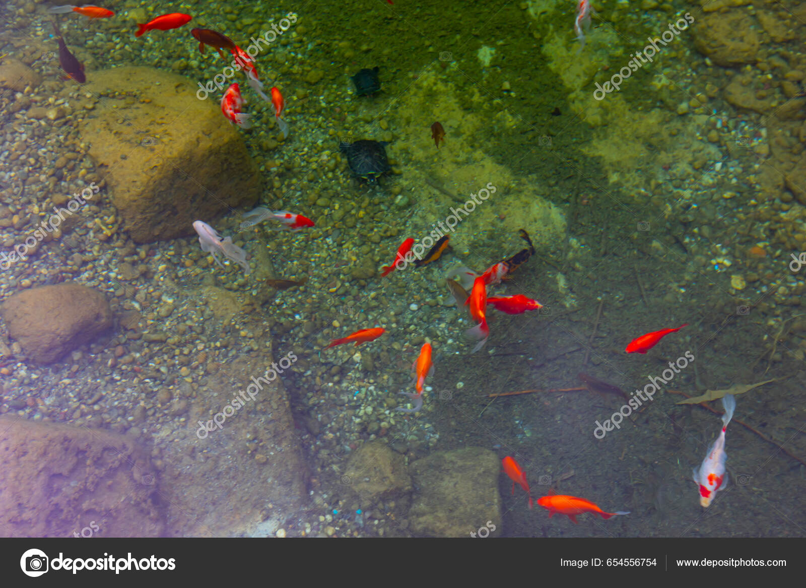 Colorful Fish Lake Stock Photo by ©Muhur 654556754