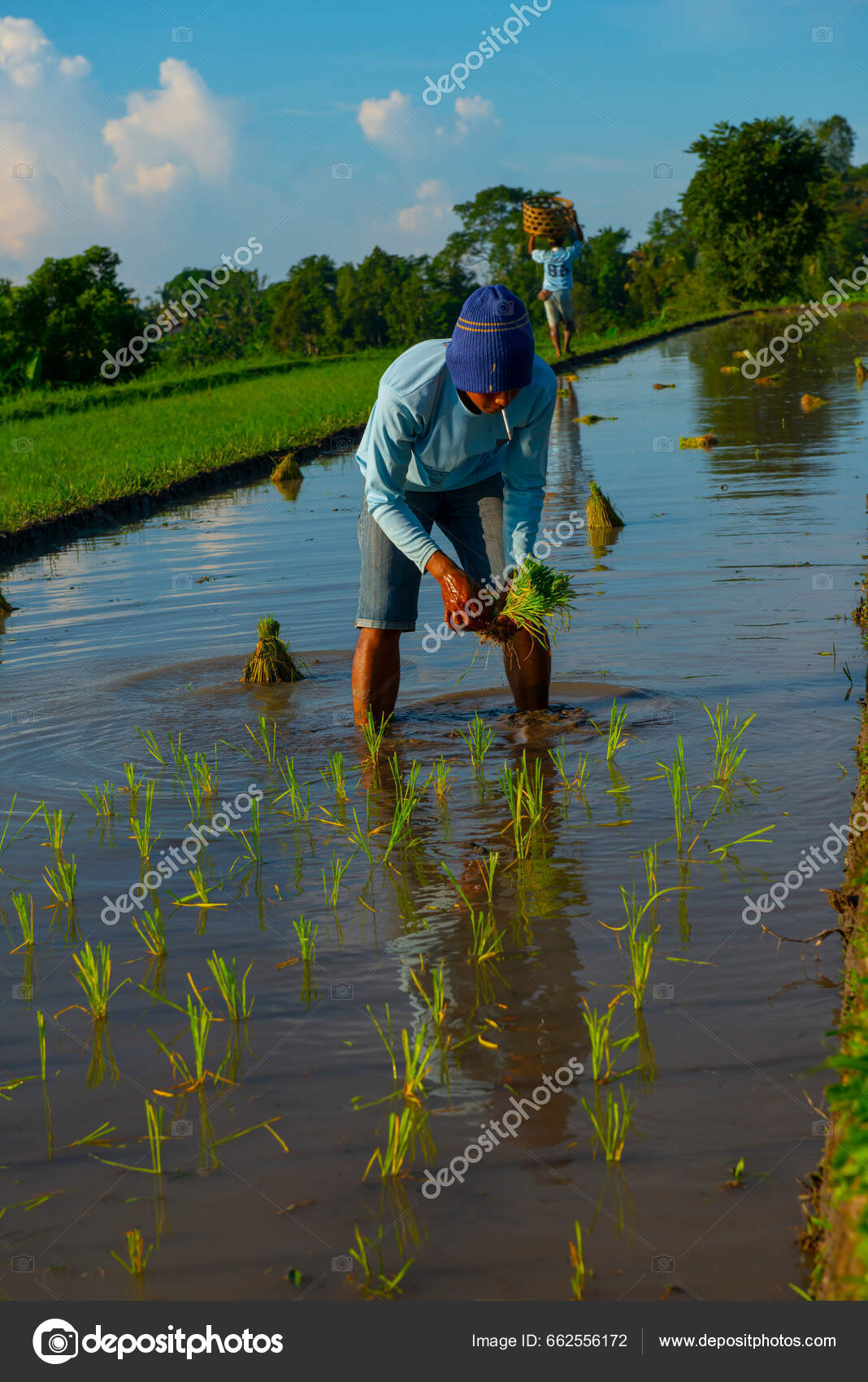 Villagers Going Rice Field Morning Indonesia Southeast Asia — Stock ...