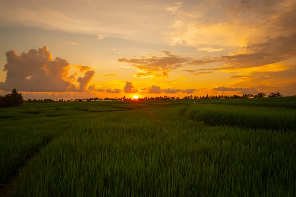 Rice field sunset Stock Photos, Royalty Free Rice field sunset Images ...