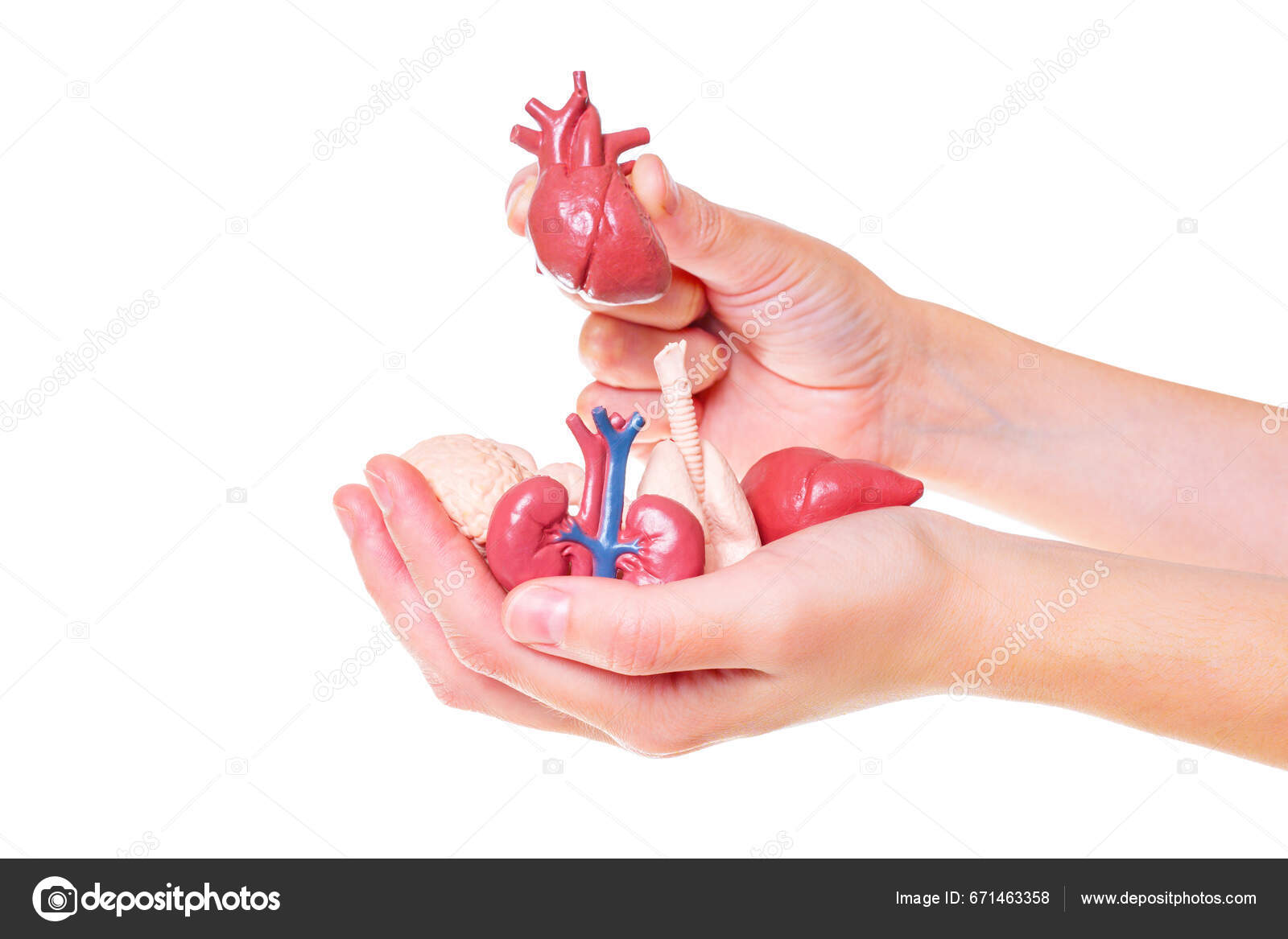 Manos Sosteniendo Montón Réplicas Órganos Humanos Aisladas Sobre Fondo ...