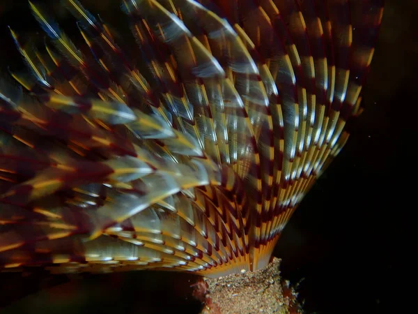 Marine polychaete worm images libres de droit, photos de Marine ...