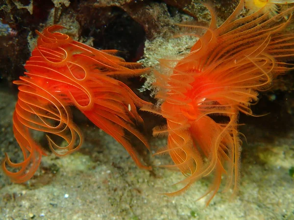 Vers marins images libres de droit, photos de Vers marins | Depositphotos