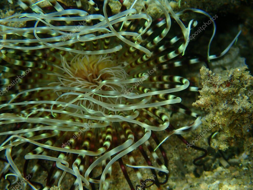 Anémona de cilindro o anémona de tubo coloreado (Cerianthus ...