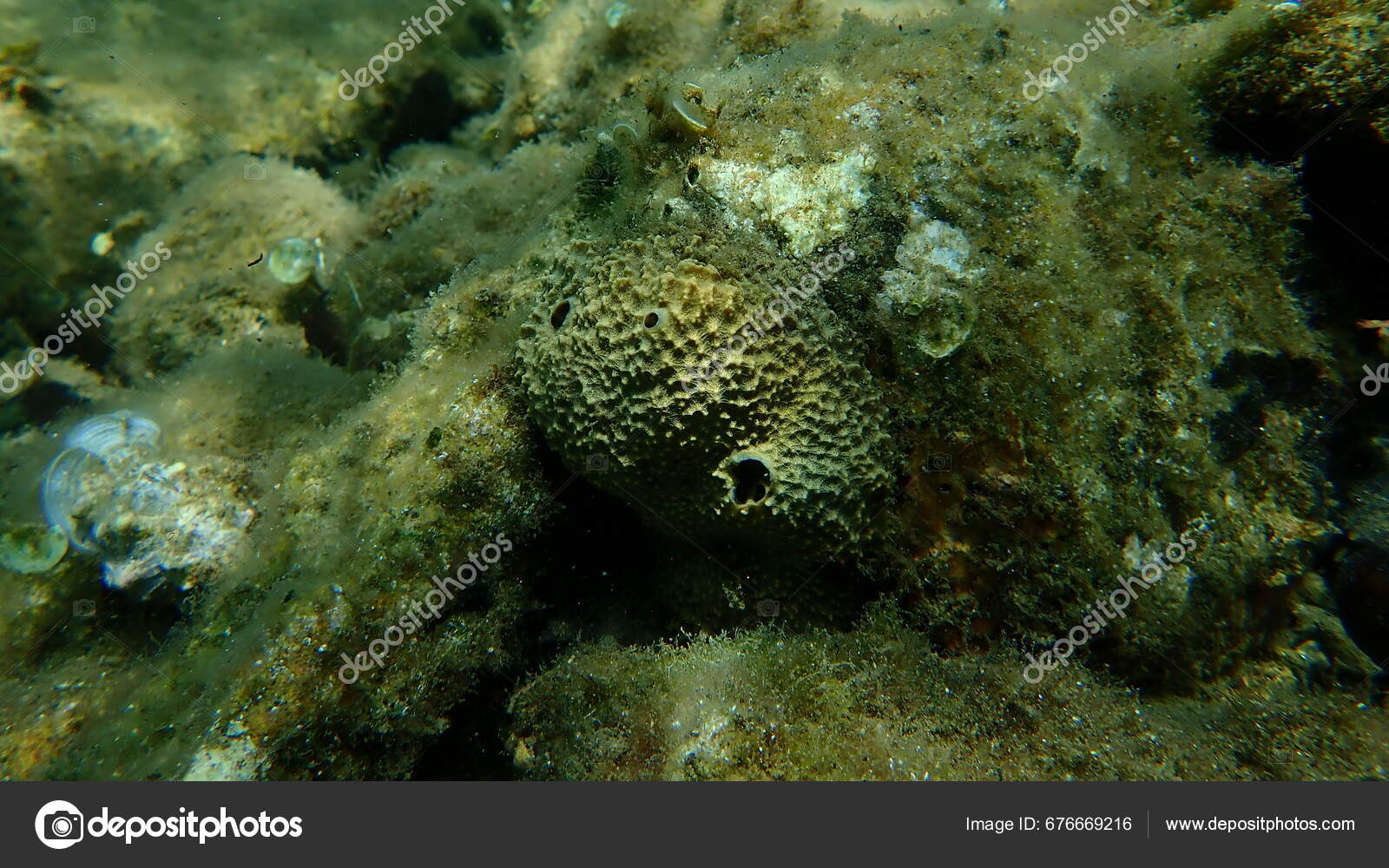 Stinker Sponge Sarcotragus Fasciculatus Undersea Aegean Sea Greece ...