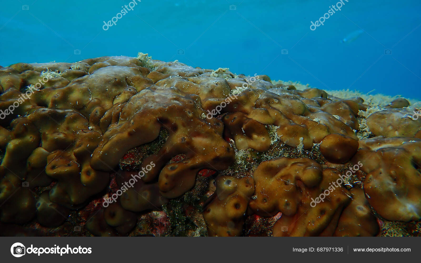 Chicken Liver Sponge Caribbean Chicken Liver Sponge Chondrilla Nucula ...