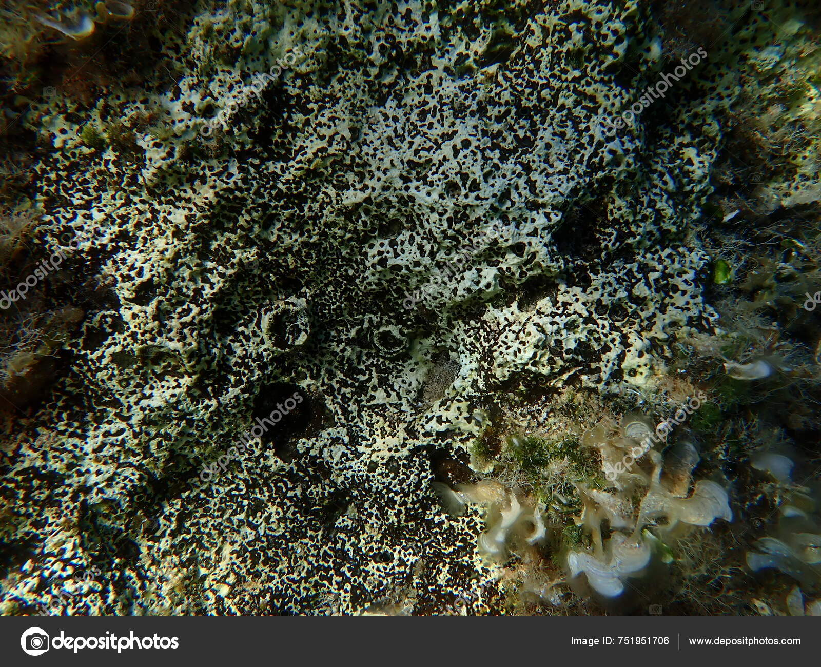 Brown Boring Sponge Cliona Schmidtii Undersea Aegean Sea Greece ...