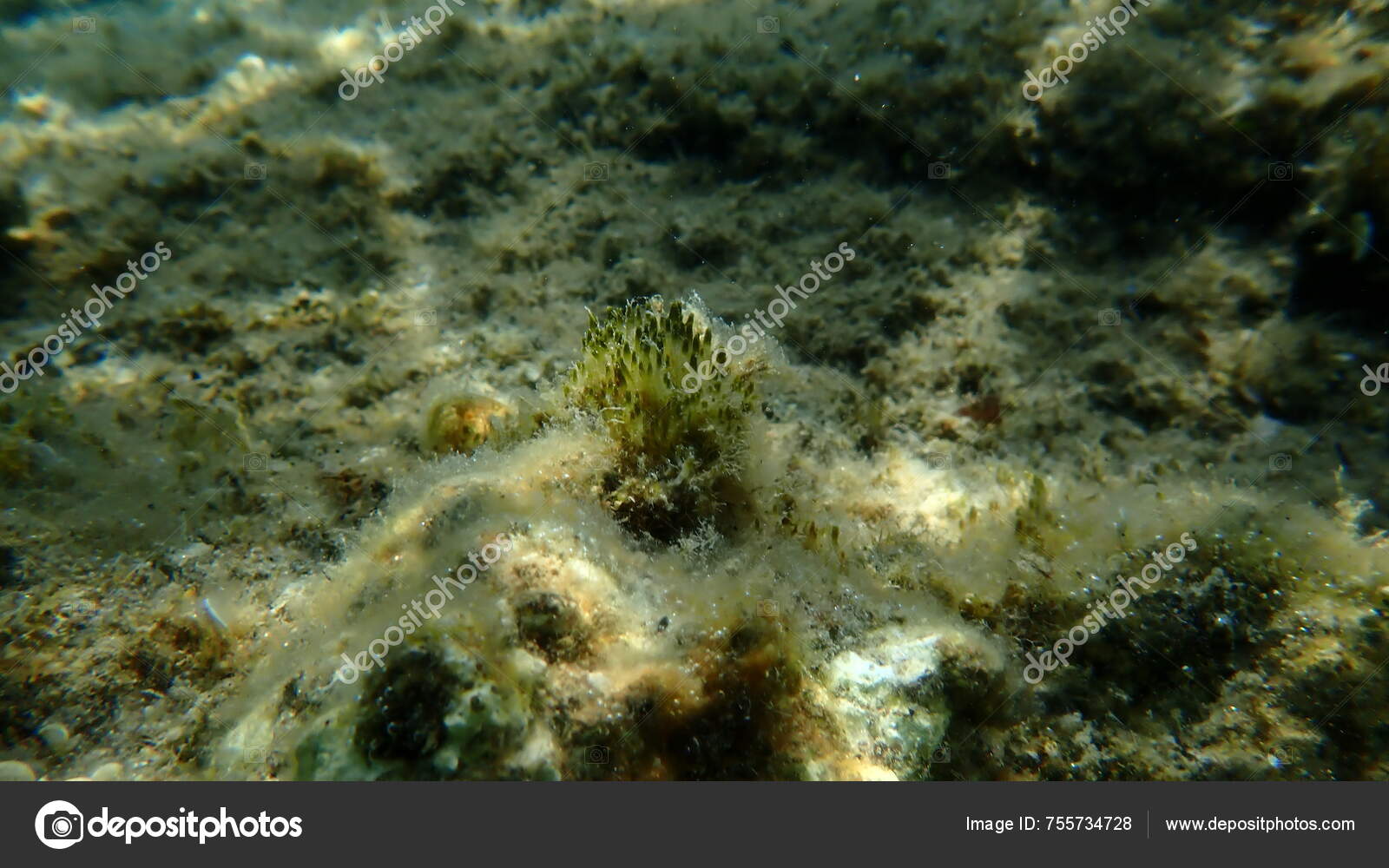 Cyanobacteria Marine Sludge Weed Brush Weed Symploca Hydnoides Undersea ...