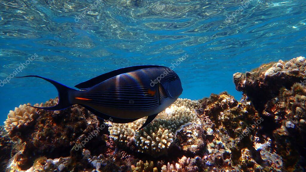 Cirujano de Sohal o Mar Rojo (Acanthurus sohal) bajo el mar, Mar Rojo ...