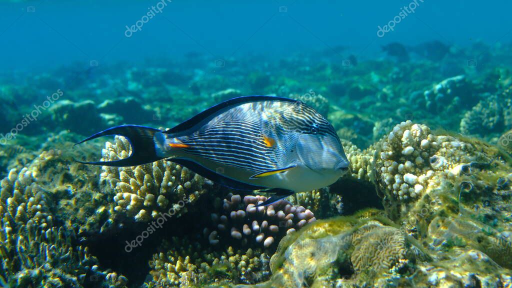 Cirujano de Sohal o Mar Rojo (Acanthurus sohal) bajo el mar, Mar Rojo ...
