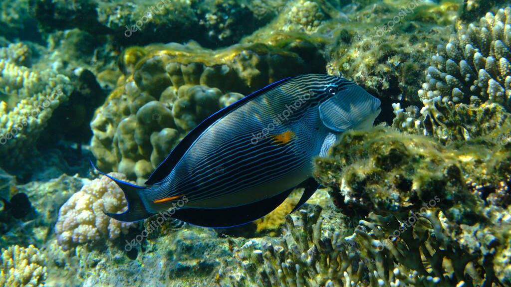 Cirujano de Sohal o Mar Rojo (Acanthurus sohal) bajo el mar, Mar Rojo ...