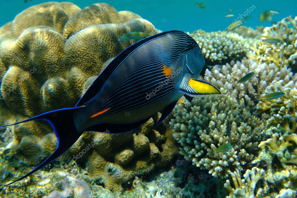 Cirujano de Sohal o Mar Rojo (Acanthurus sohal) bajo el mar, Mar Rojo ...