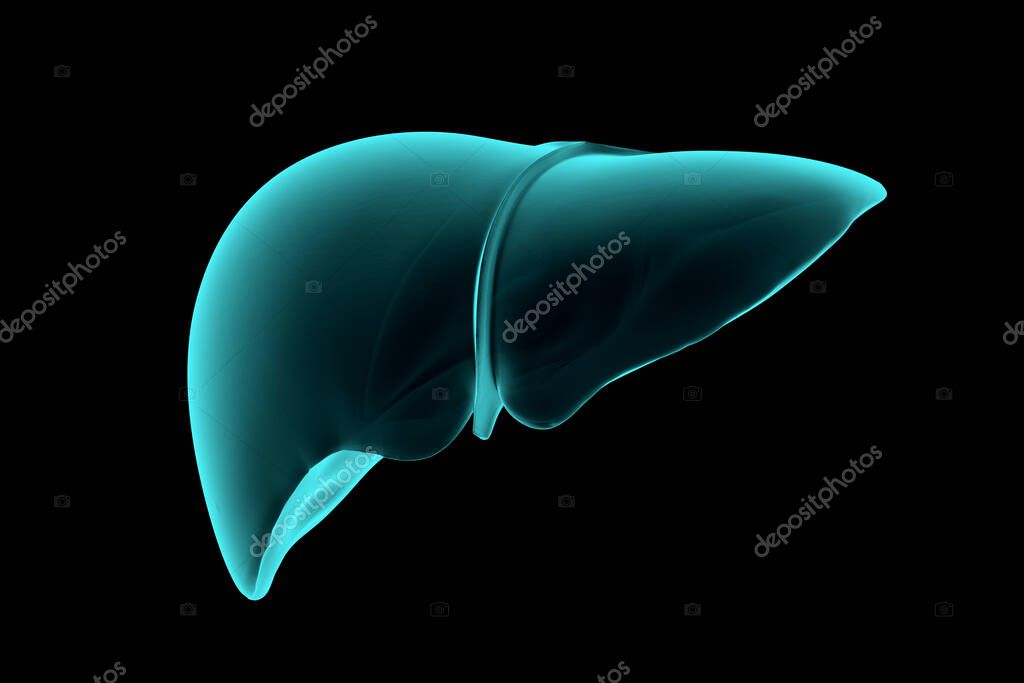 3d illustration of human liver realistic x-ray simulation isolated on ...