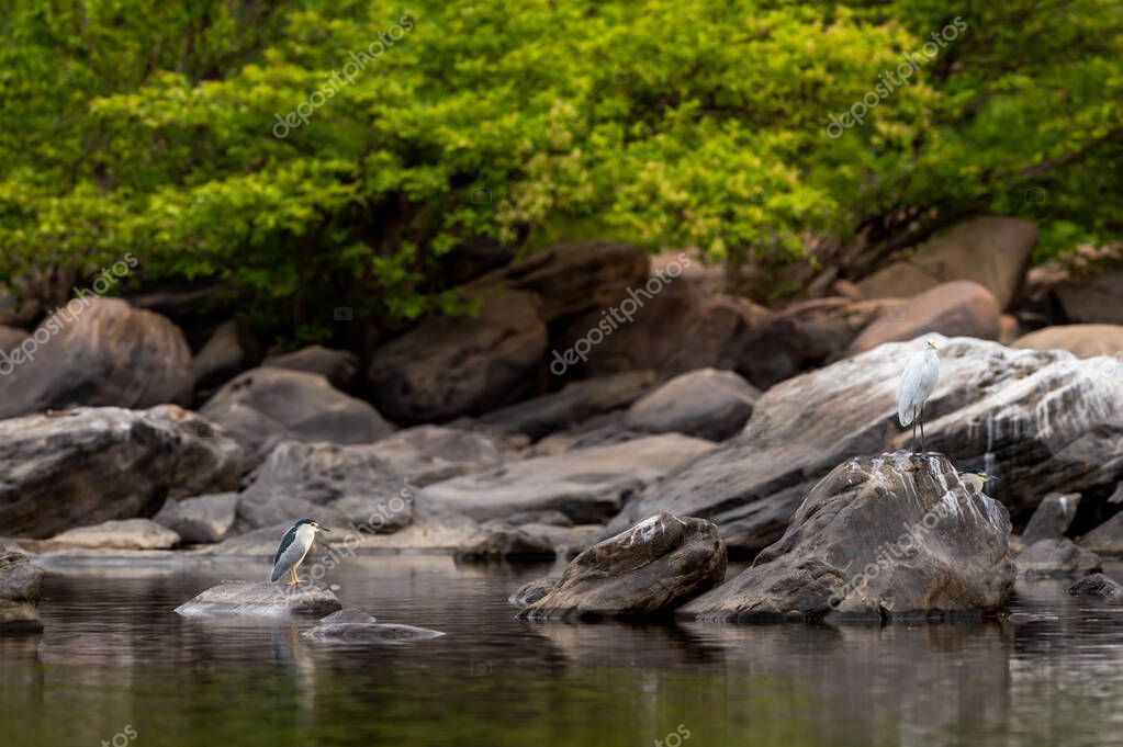 Garza negra coronada o coronada o Nycticorax nycticorax pájaro ...