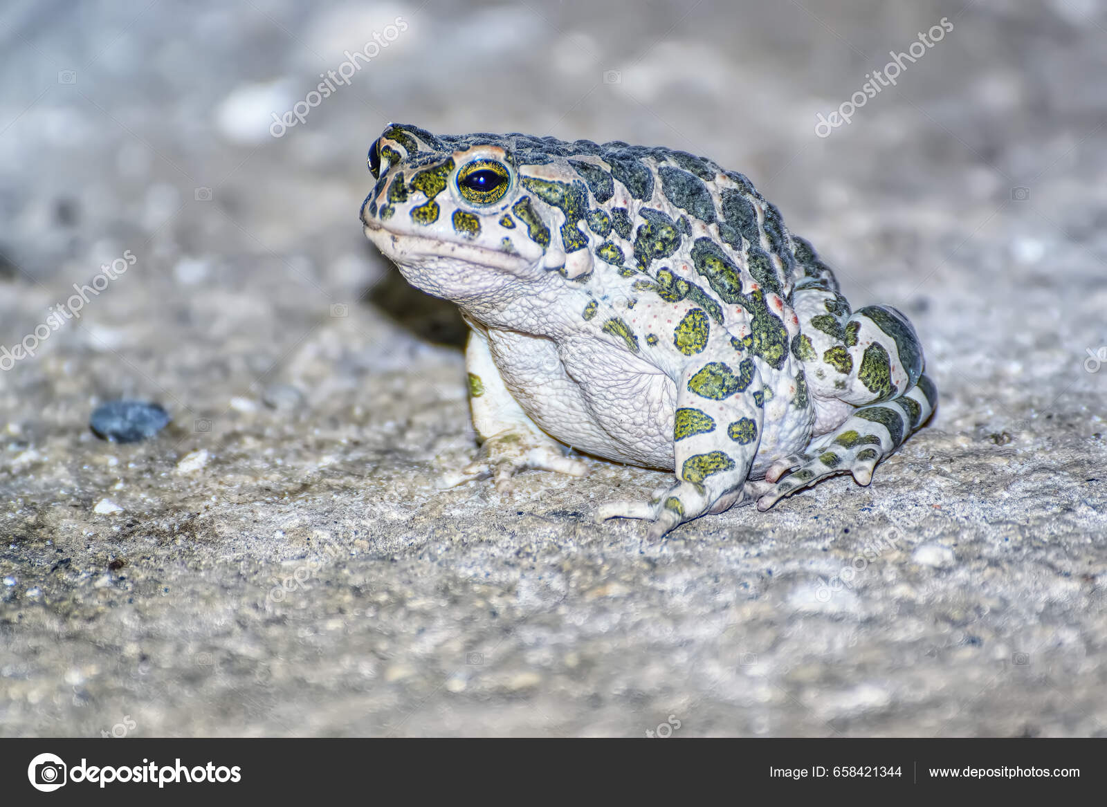 Spotted Frog