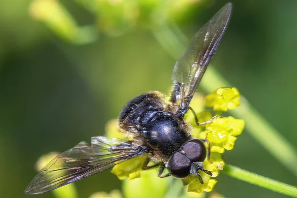 A black fly-like insect collects nectar from flowers close up. - Stock ...