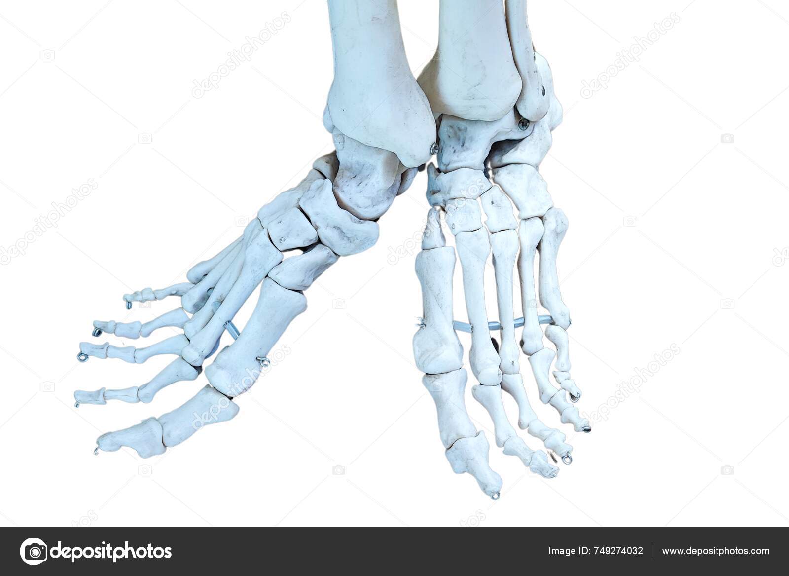 Pair Human Legs Skeleton Foot Toe Bones Ankle Heels Isolated — Stock ...