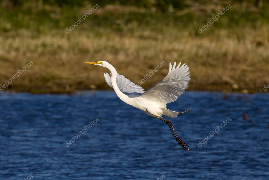 La gran garza (Ardea alba) en la caza. Esta ave también conocida como ...