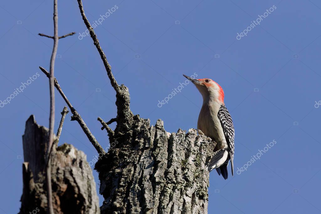 Pájaro carpintero rojo. Estas aves buscan principalmente artrópodos en ...